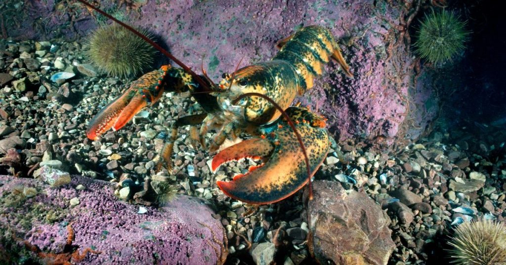 Understanding sound production and hearing in clawed lobsters - T. Aran ...