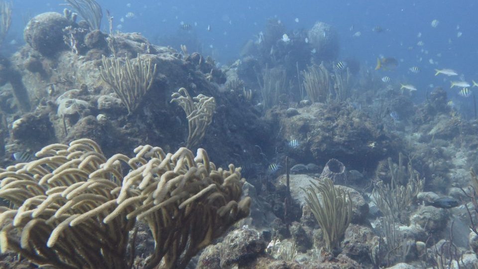 Can we use sound to build back reefs? - T. Aran Mooney