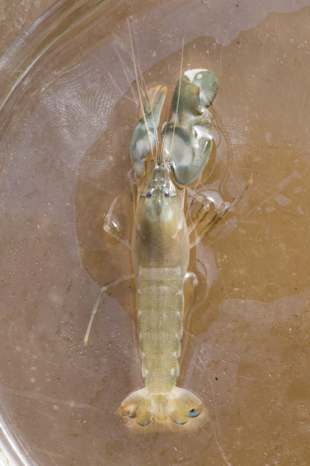 GLUBS – T. Aran Mooney