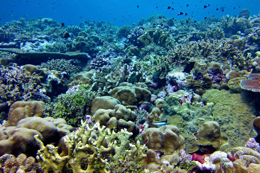 Homepage – basic - Deep Submergence Lab