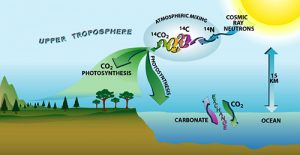 What is Radiocarbon Dating? - NOSAMS