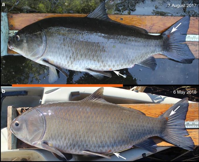 Understanding the age structure and population dynamics of harvested ...