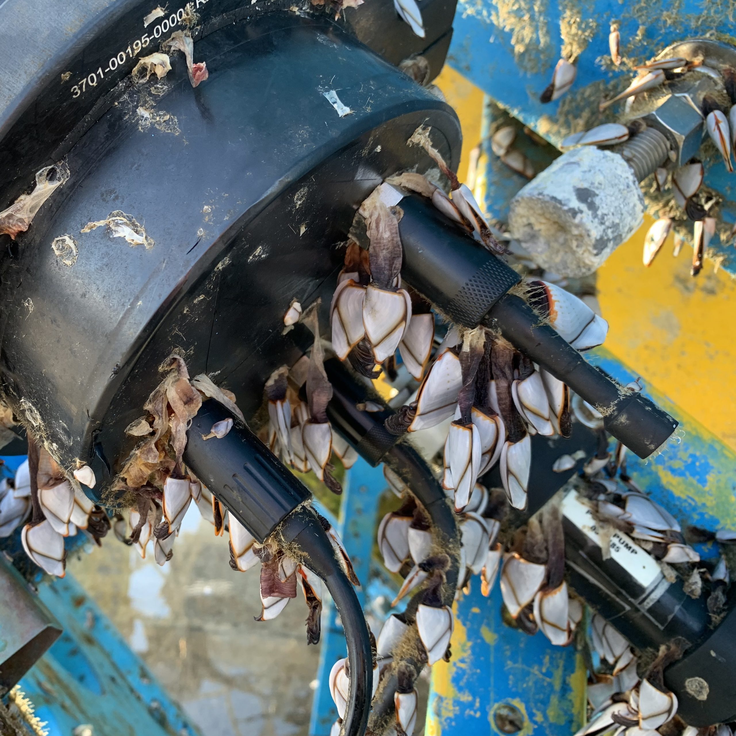 Barnacles Galore - OOI Expedition