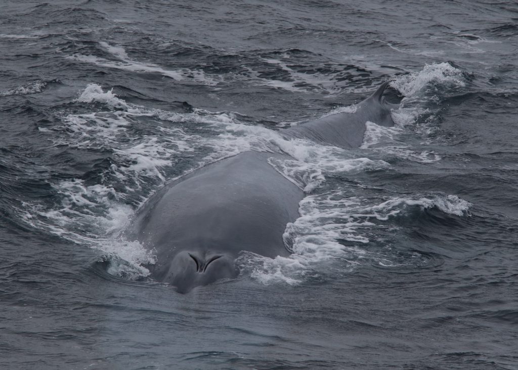 Blue Whale Sighting - OOI Expedition