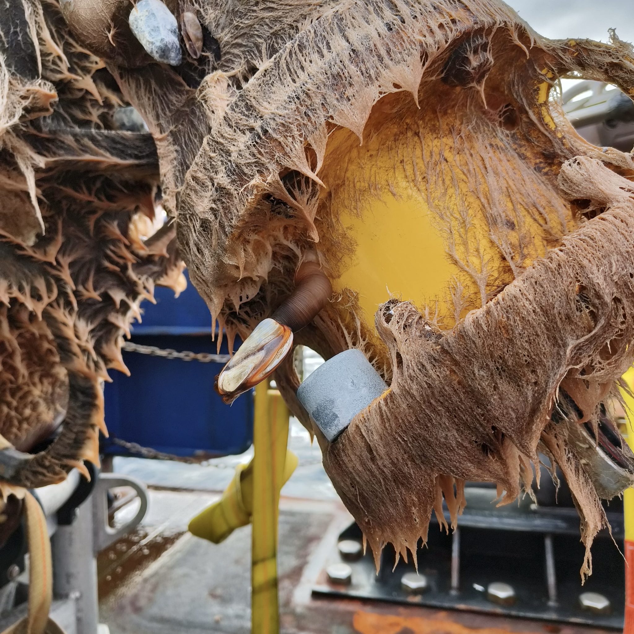 Giant Hairy Bearded Man - OOI Expedition