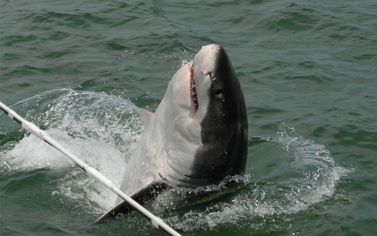 REMUS SharkCam - Scibotics Lab