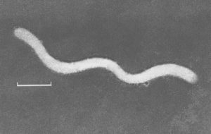 The genome of the epsilonproteobacterial chemolithoautotroph ...