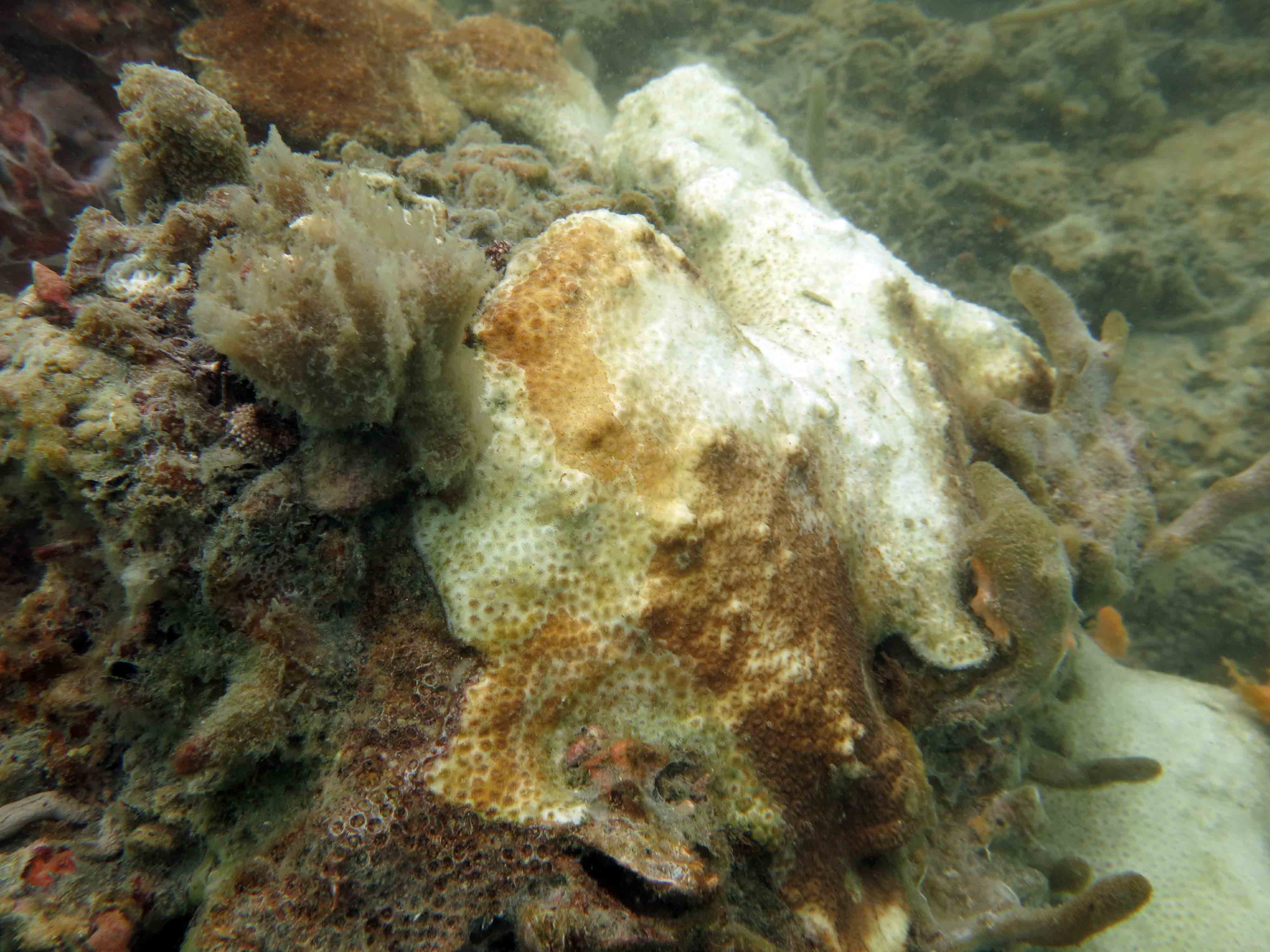 When it gets “harder and harder to breathe” on a coral reef - The ...