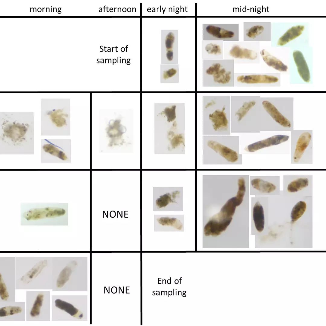 A day in the life of a copepod - The Tarrant Lab