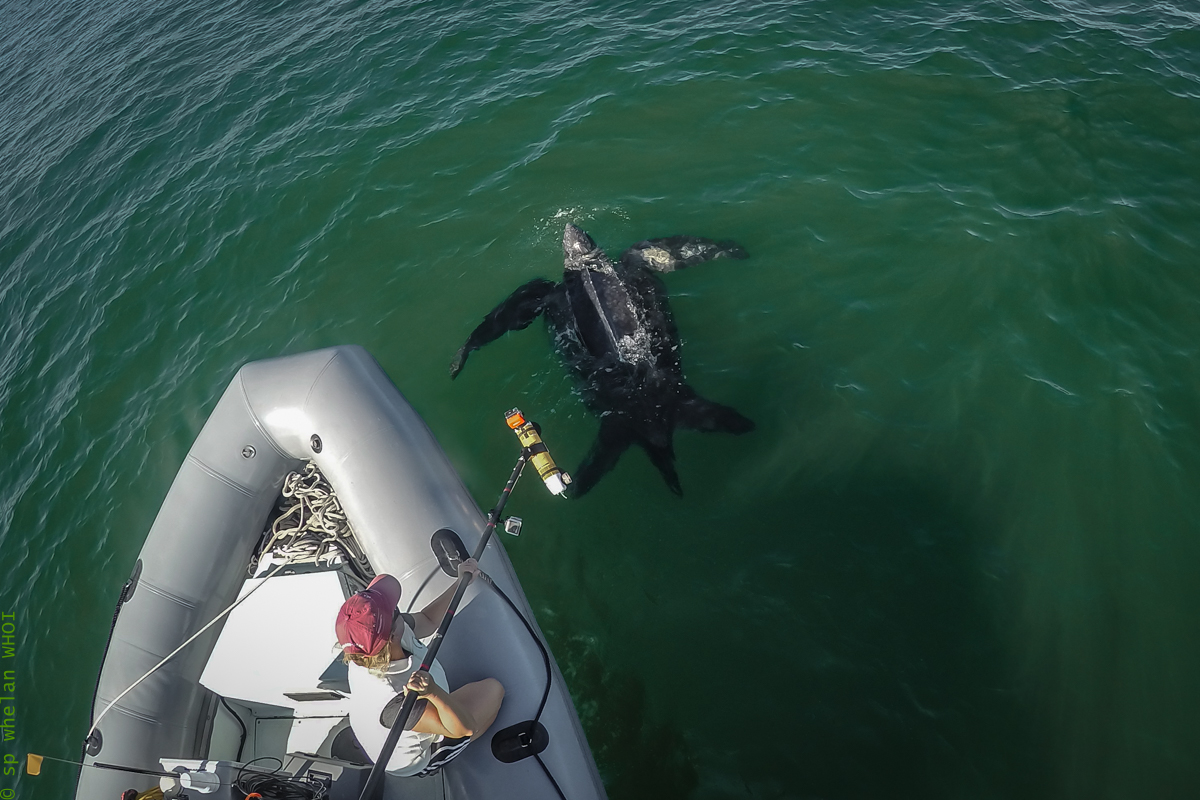 TurtleCam is WHOI Image of the Day! – Kara Dodge